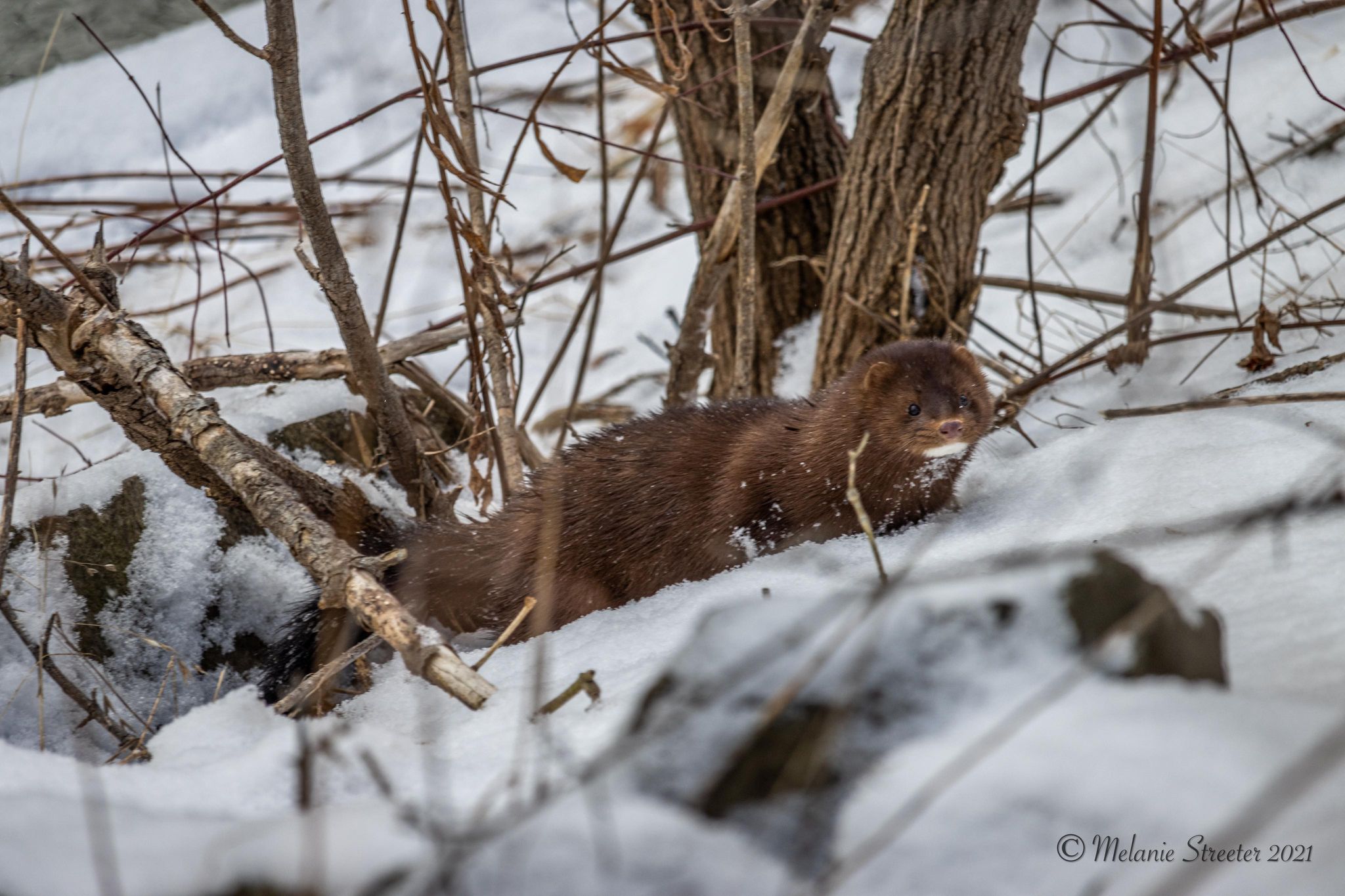 American Mink on the Genesee River - THE WELLSVILLE SUN