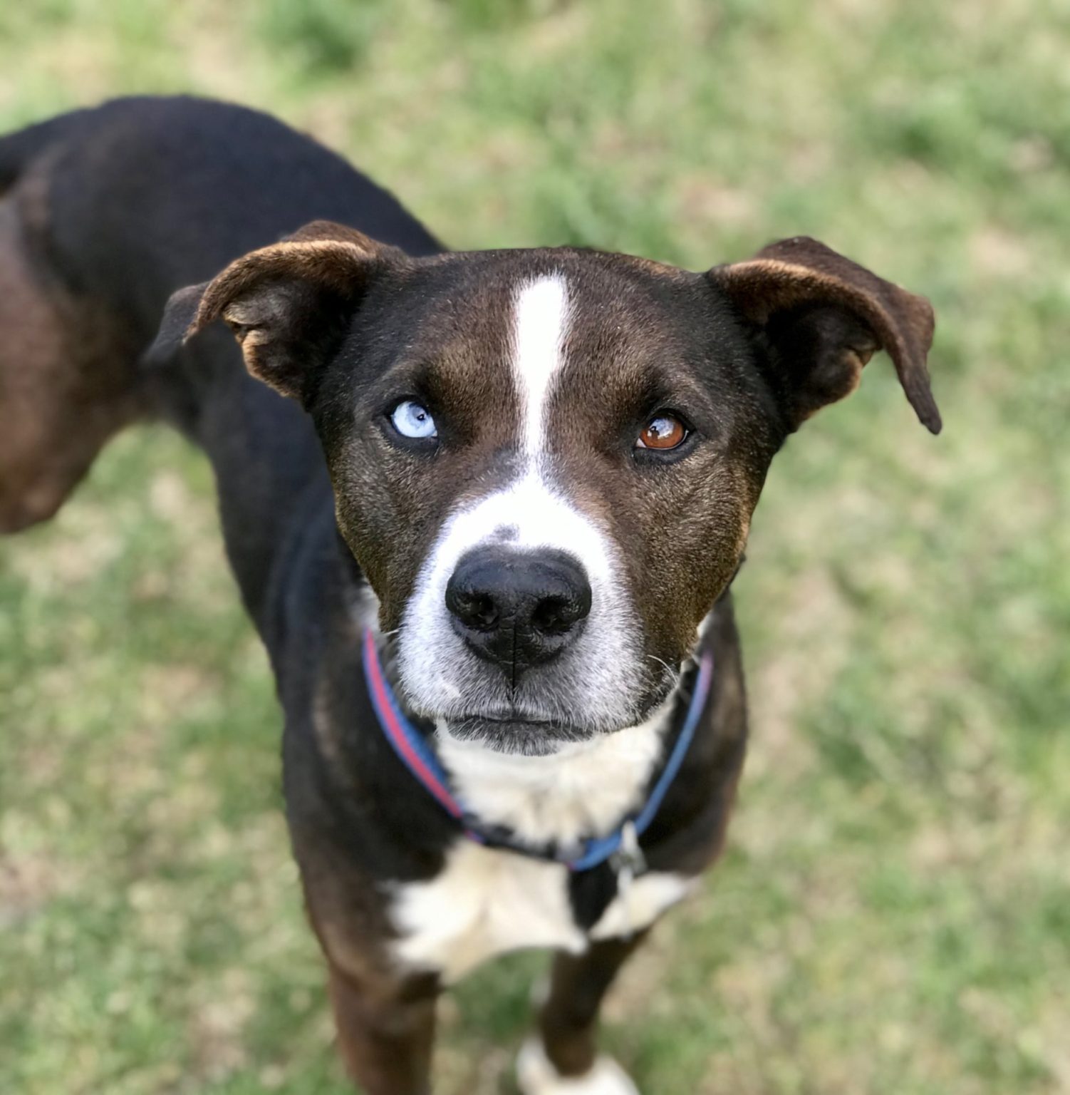 SPCA: Today is National Adopt A Shelter Pet day!!! - THE WELLSVILLE SUN