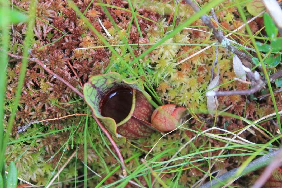 Exploring the Western NY Wilds: The carnivorous pitcher plant - THE ...