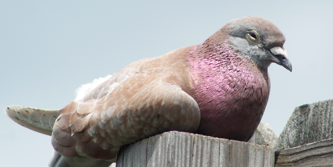 A bird story: Homing pigeon finds the way back to his family, 350 miles ...