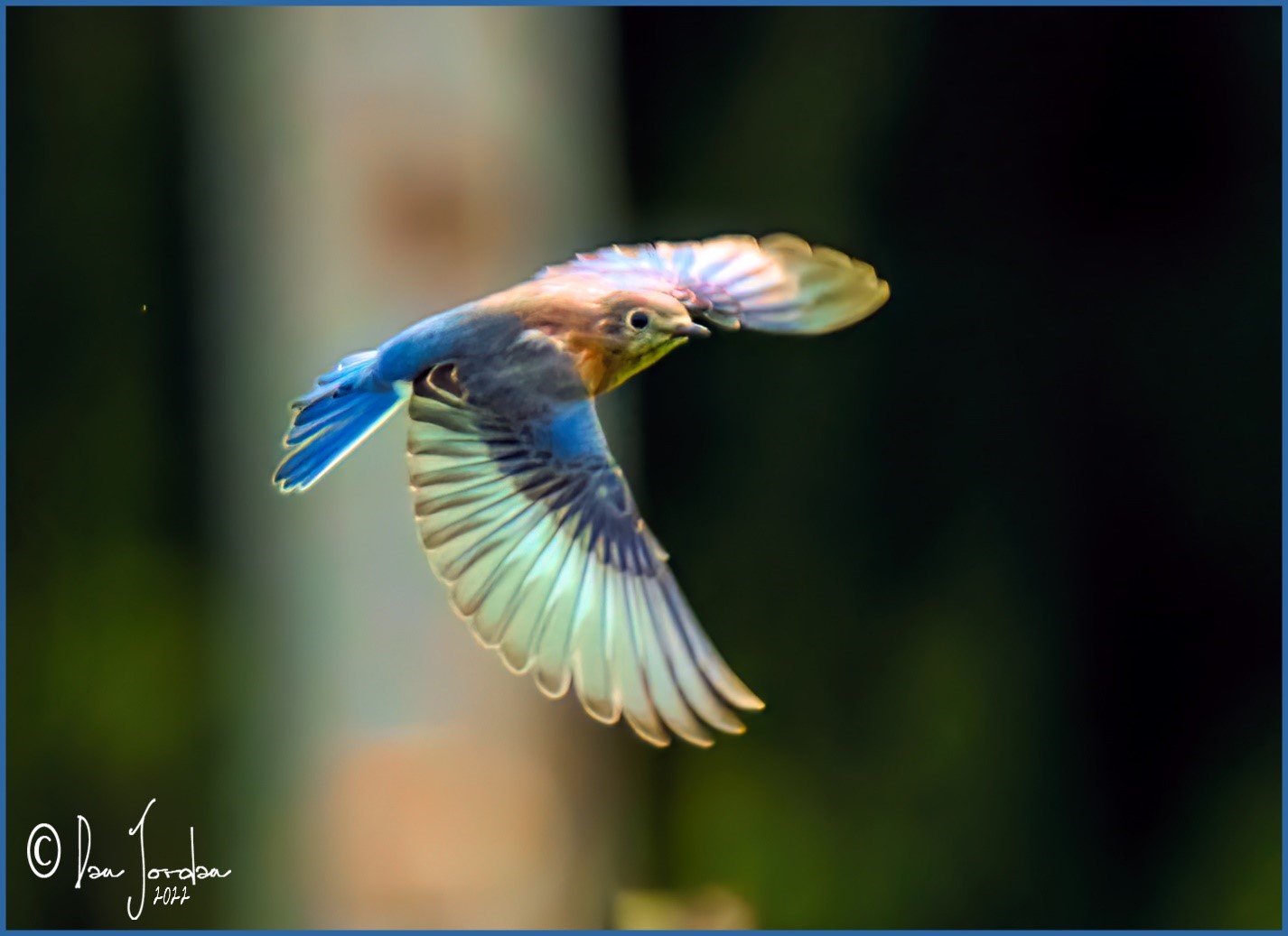 Dan Jordan's Wild World: The Eastern Bluebird - THE WELLSVILLE SUN