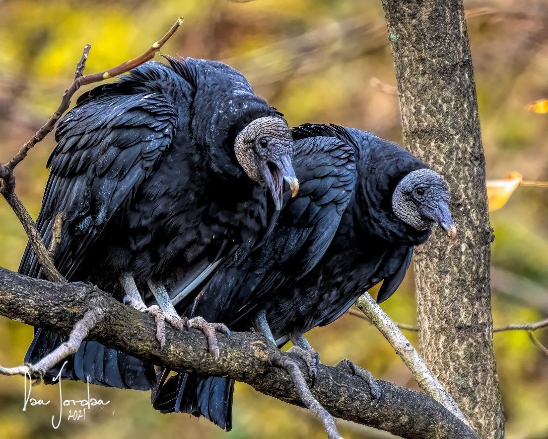 Dan Jordan's Wild World: Vultures - THE WELLSVILLE SUN