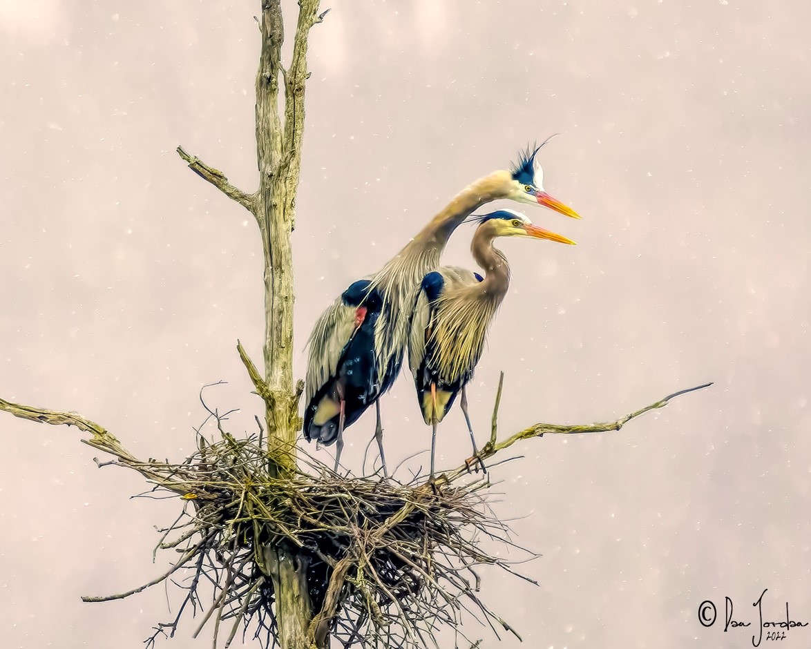 Dan Jordan's Wild World: Great Blue Herons - THE WELLSVILLE SUN
