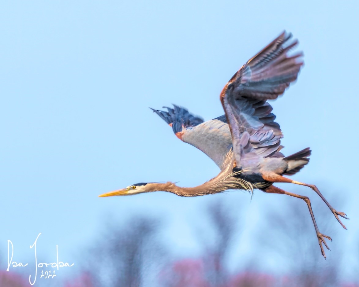 Dan Jordan's Wild World: Great Blue Herons - THE WELLSVILLE SUN