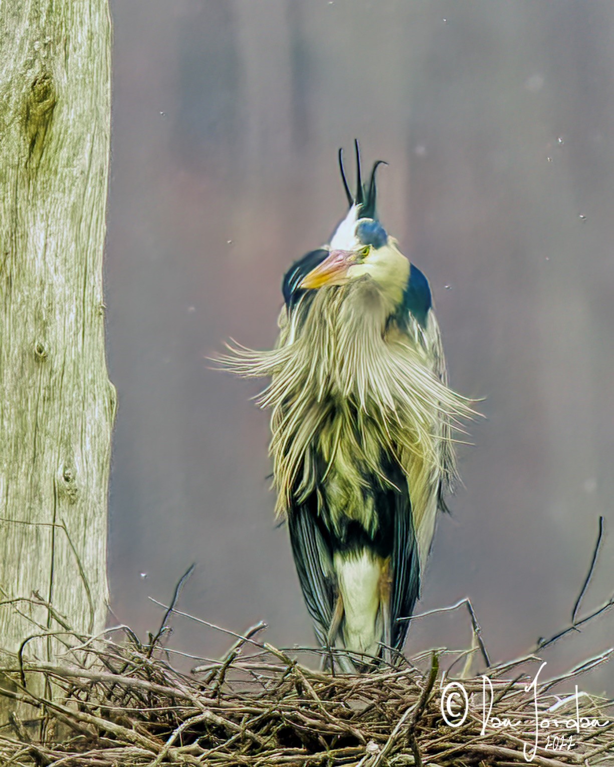 Dan Jordan's Wild World: Great Blue Herons - THE WELLSVILLE SUN