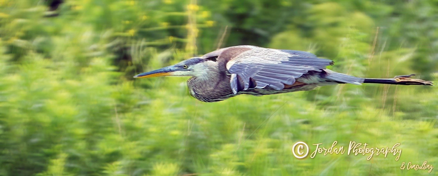 Dan Jordan's Wild World: Great Blue Herons - THE WELLSVILLE SUN