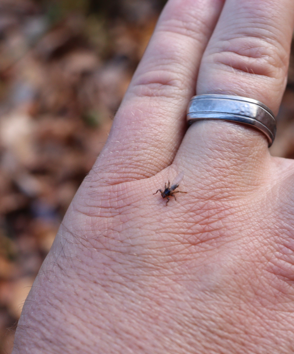 Exploring the Western NY Wilds: Deer keds - THE WELLSVILLE SUN