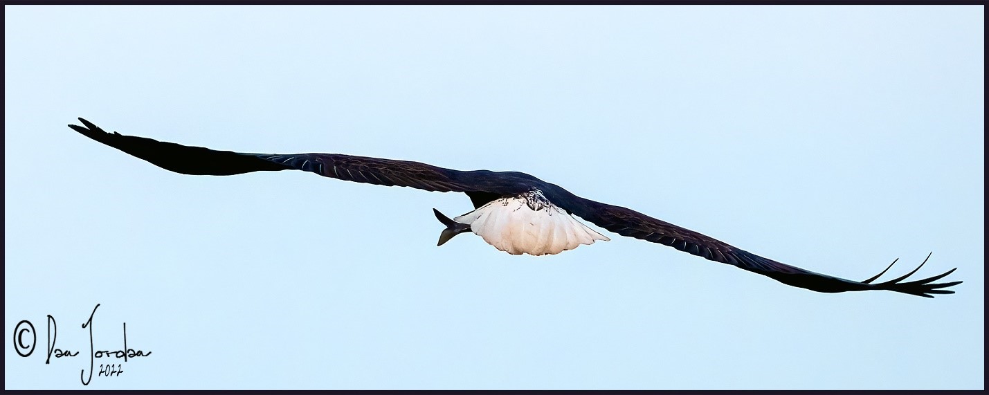 Dan Jordan's Wild World: From the Brink of Extinction - THE WELLSVILLE SUN