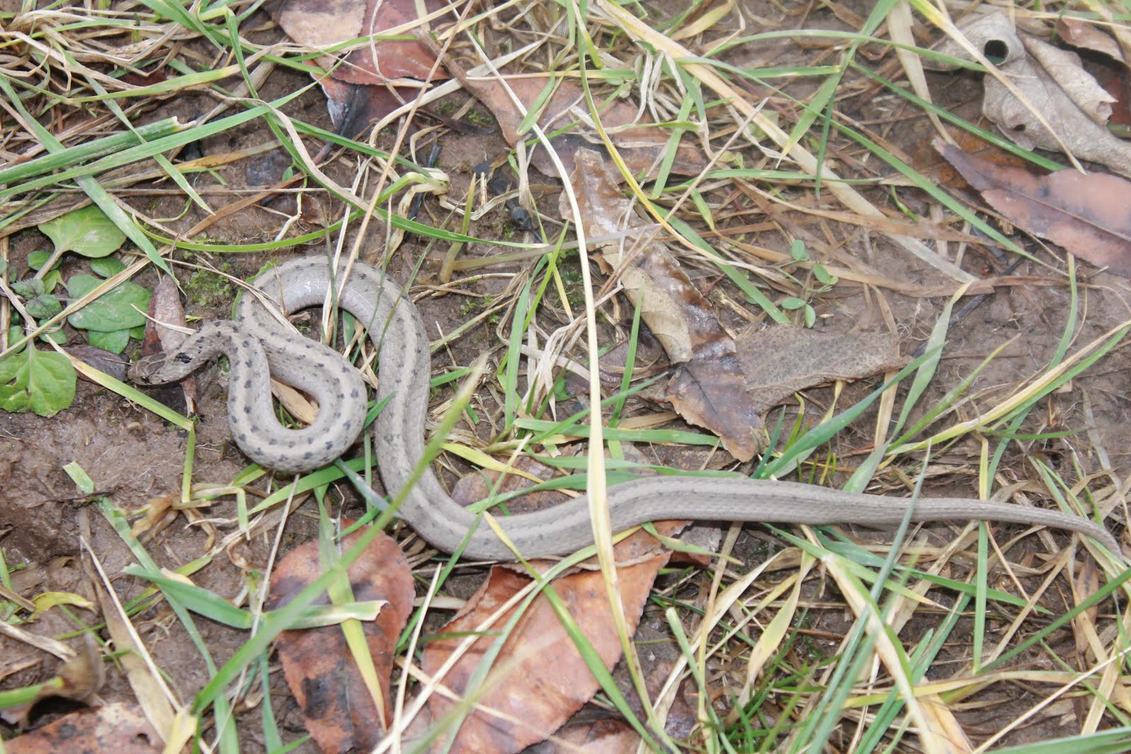 Exploring the Western NY Wilds: A snake for all seasons - THE ...