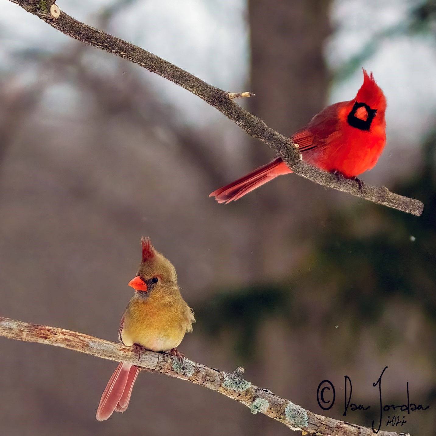 Dan Jordan's Wild World: Northern Cardinals - THE WELLSVILLE SUN