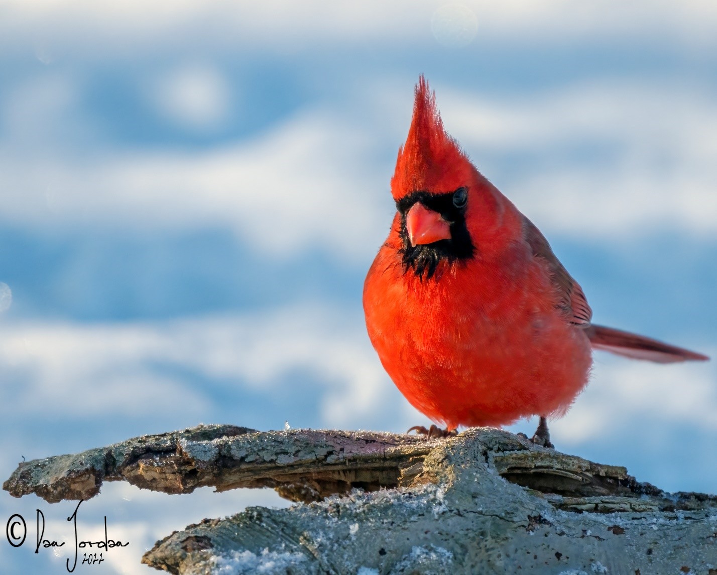 Dan Jordan's Wild World: Northern Cardinals - THE WELLSVILLE SUN