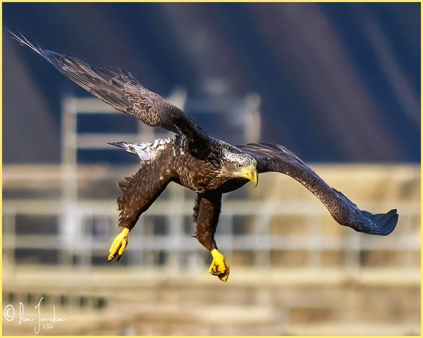 Dan Jordan's Wild World: Sub-adult Bald Eagles - THE WELLSVILLE SUN