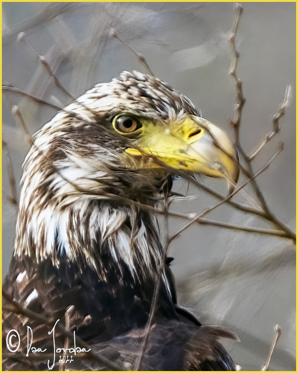 Dan Jordan's Wild World: Sub-adult Bald Eagles - THE WELLSVILLE SUN