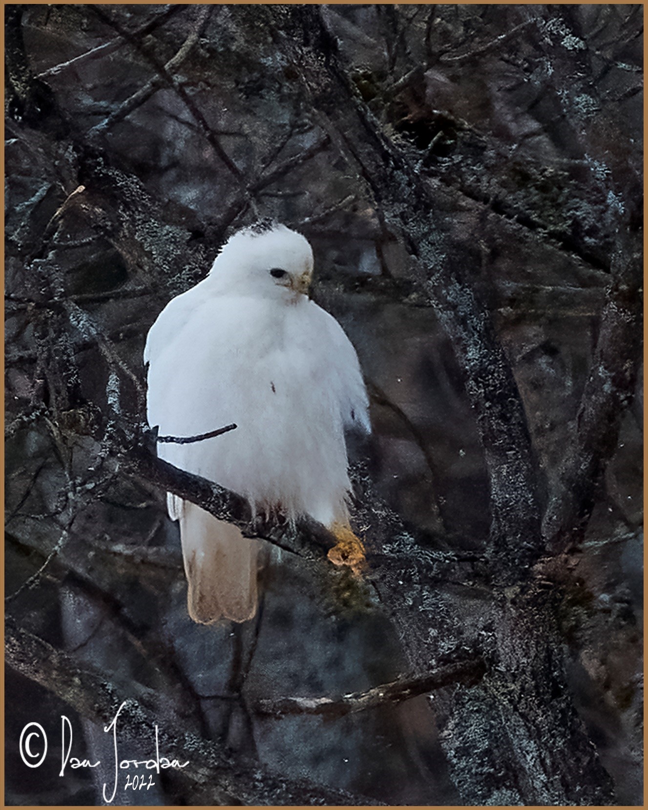 Dan Jordan's Wild World: The “White Hawk” - THE WELLSVILLE SUN