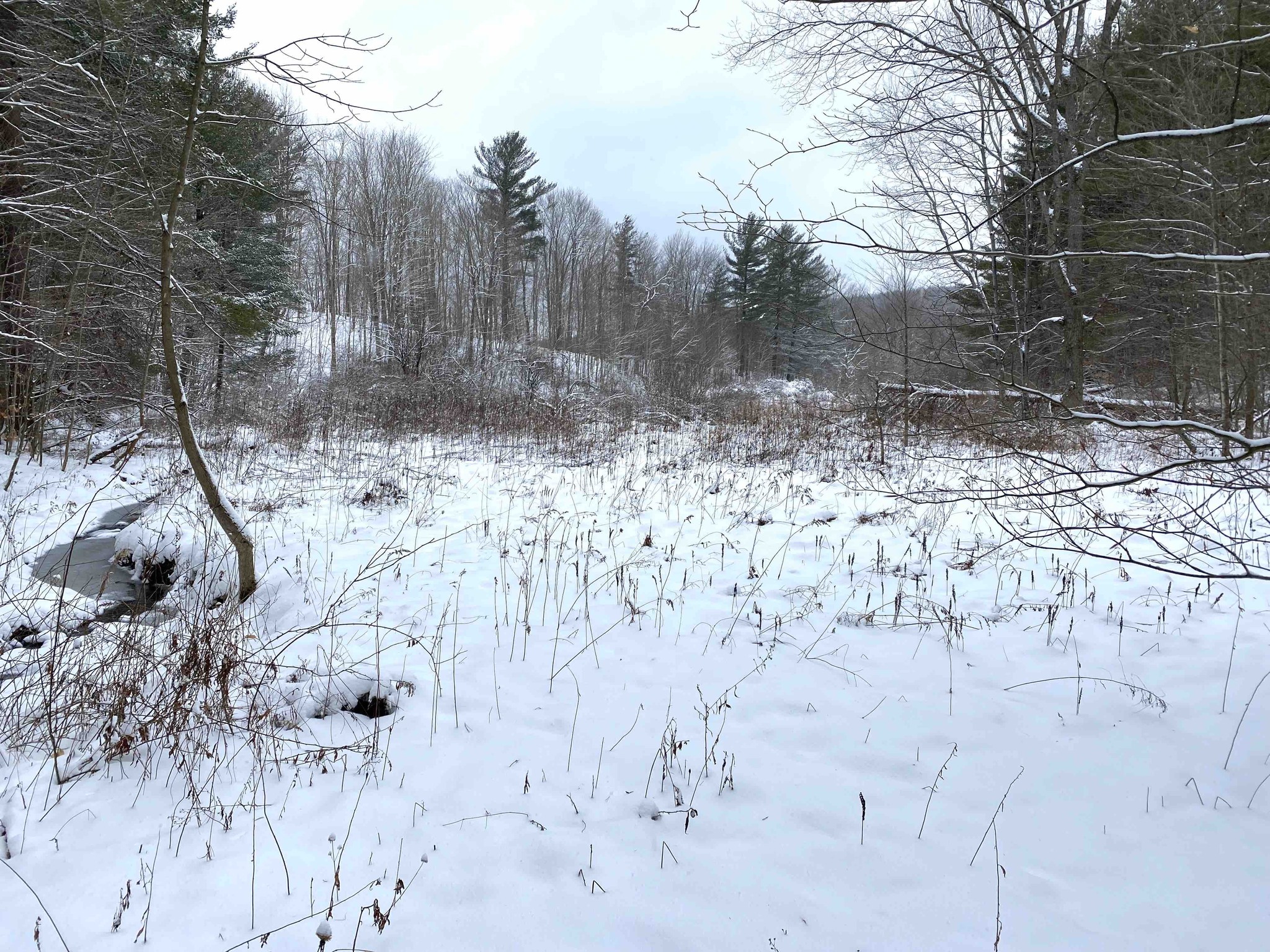 NY Landquest: Grab your five acres! Multiple lots for sale near Allen ...