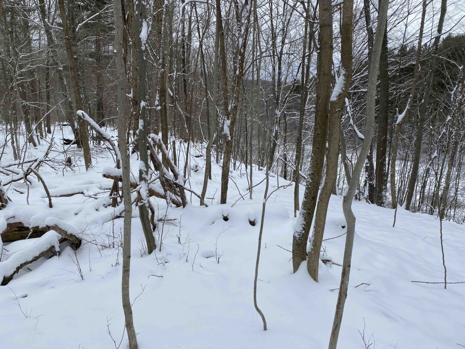 NY Landquest: Grab your five acres! Multiple lots for sale near Allen ...