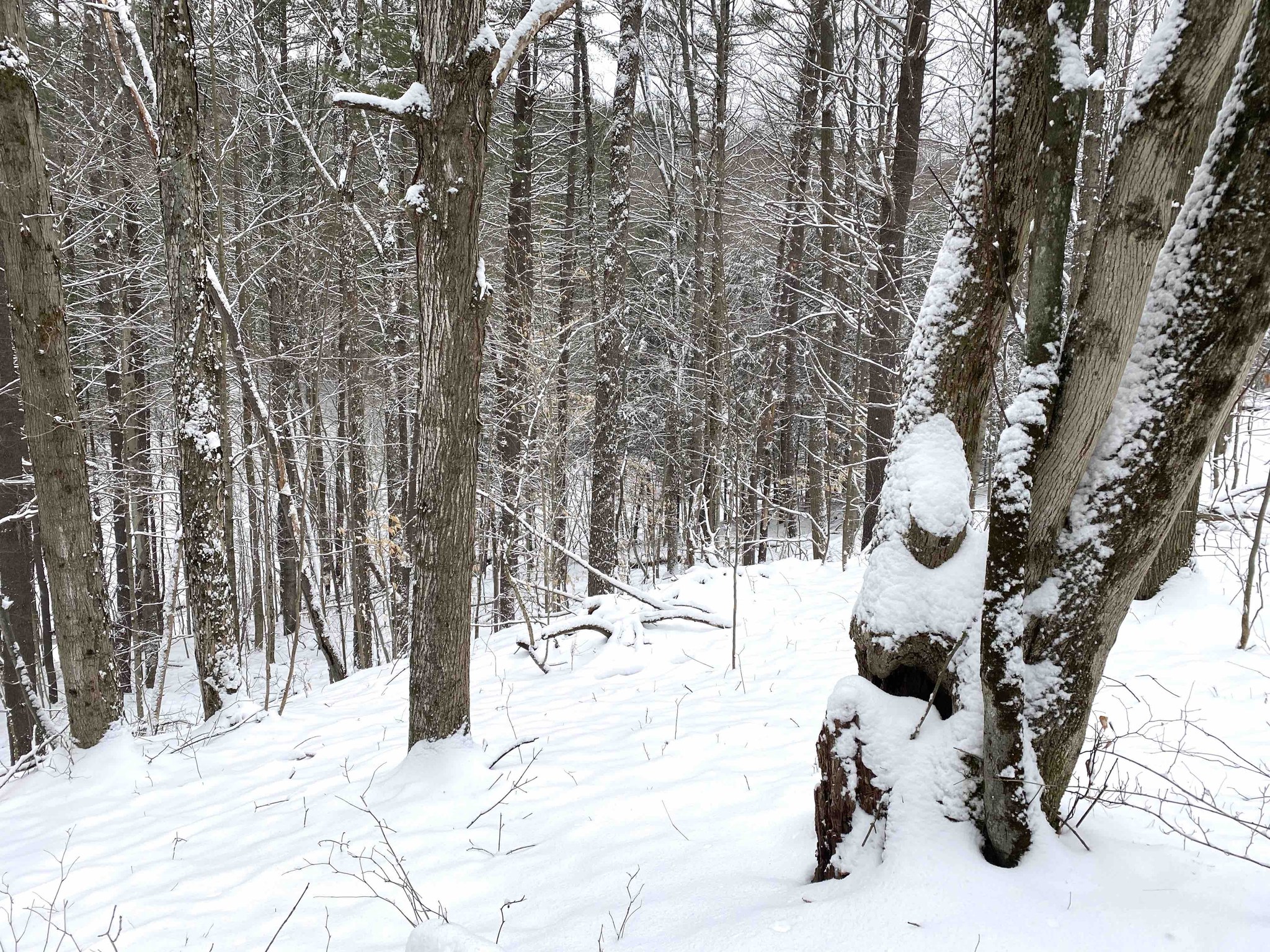 NY Landquest: Grab your five acres! Multiple lots for sale near Allen ...