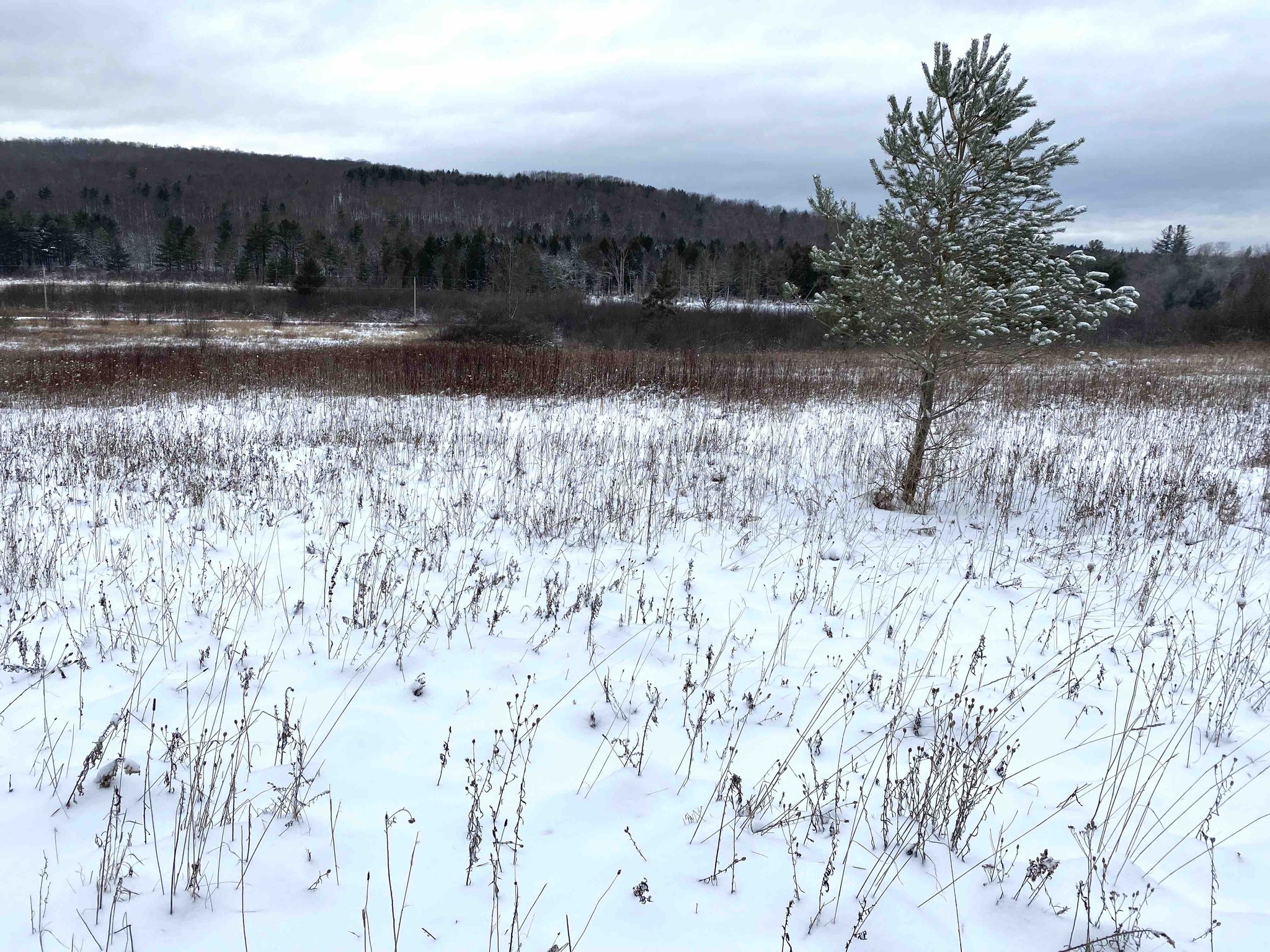 NY Landquest: Grab your five acres! Multiple lots for sale near Allen ...