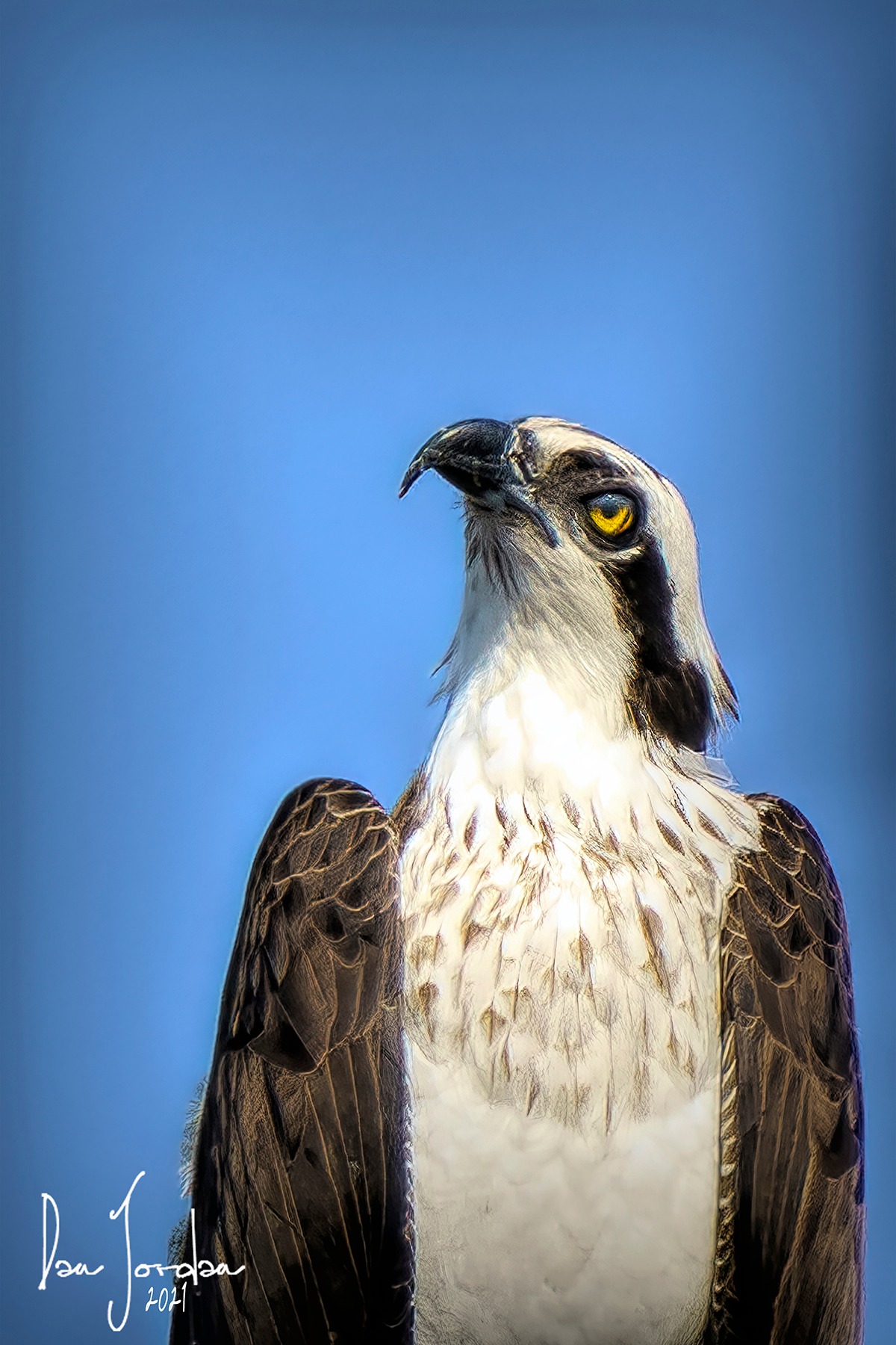 Dan Jordan announces exhibition of wildlife photography at the Olean ...