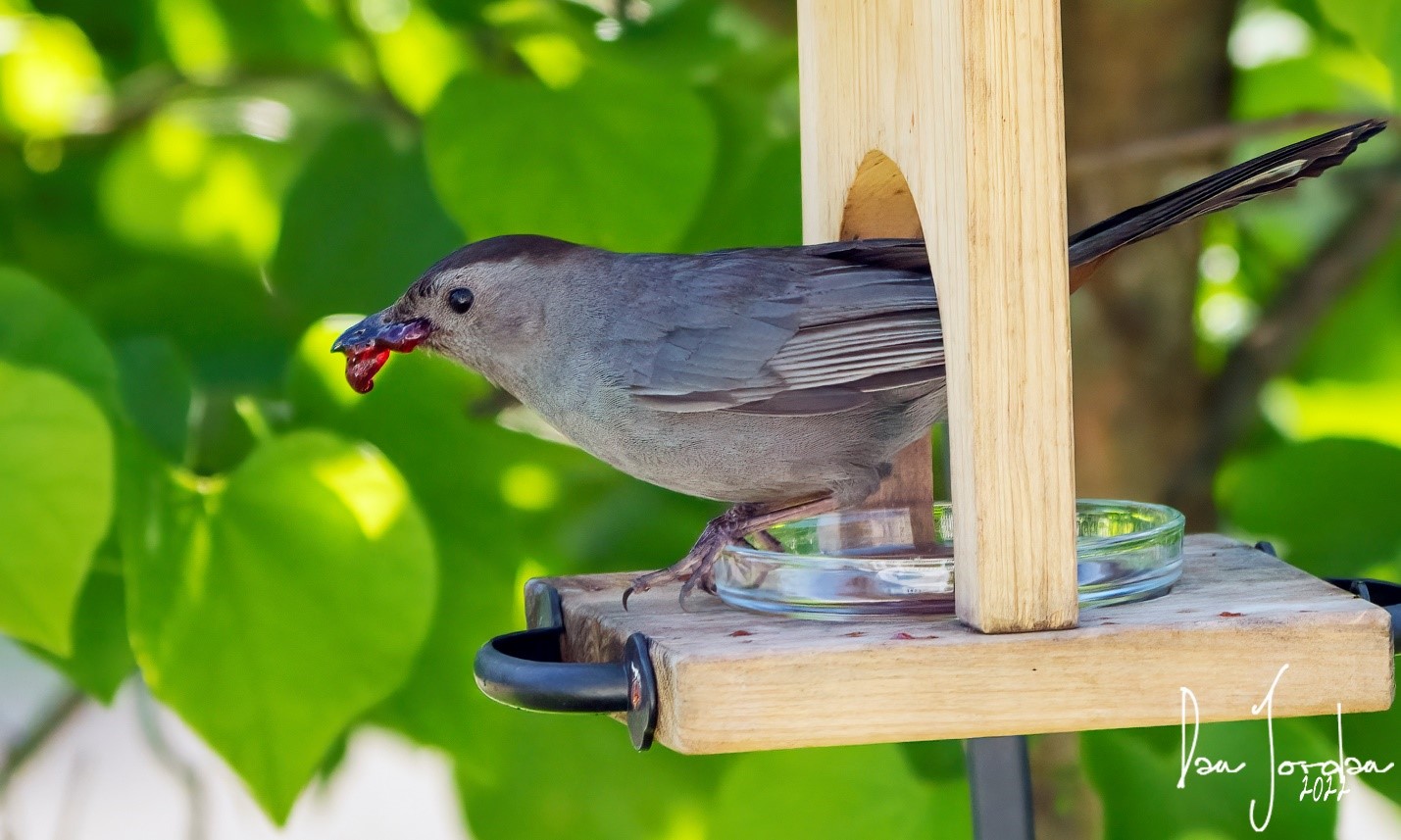 Dan Jordan's Wild World: The Grey Catbird - THE WELLSVILLE SUN
