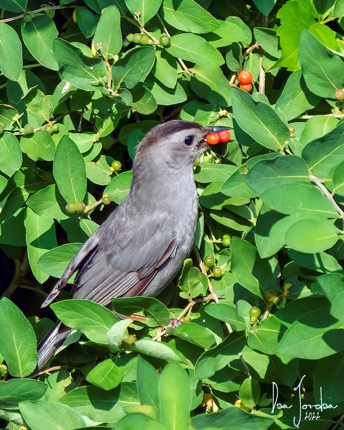 Dan Jordan's Wild World: The Grey Catbird - THE WELLSVILLE SUN