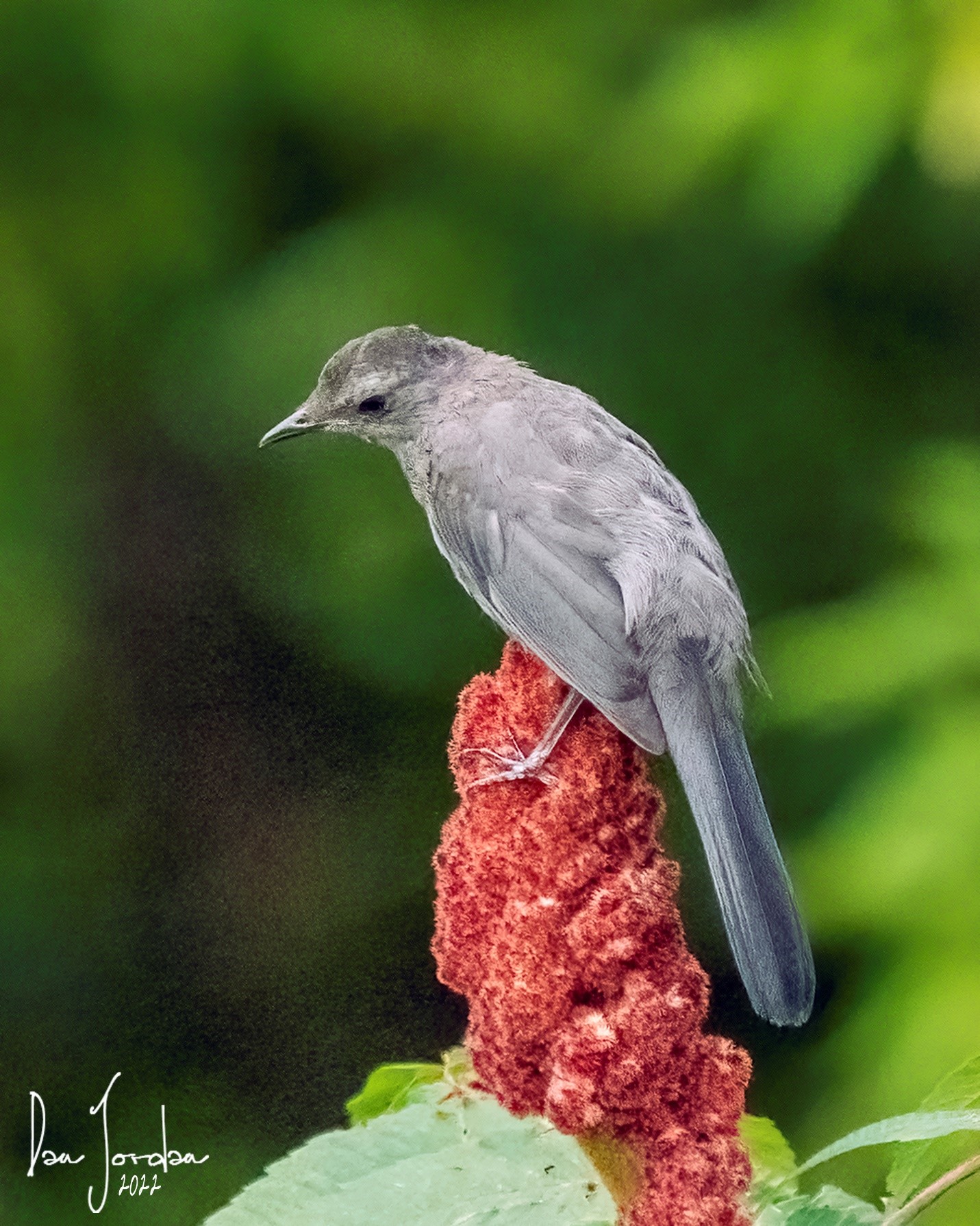 Dan Jordan's Wild World: The Grey Catbird - THE WELLSVILLE SUN