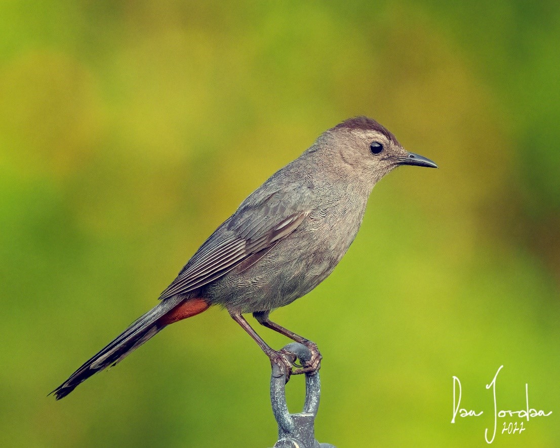 Dan Jordan's Wild World: The Grey Catbird - THE WELLSVILLE SUN
