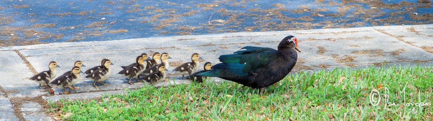 Dan Jordan's Wild World: Duck Diversity - THE WELLSVILLE SUN