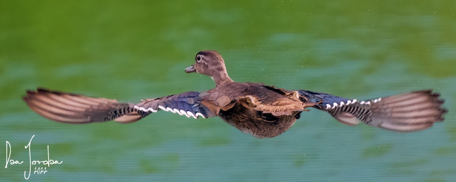 Dan Jordan's Wild World: Duck Diversity - THE WELLSVILLE SUN