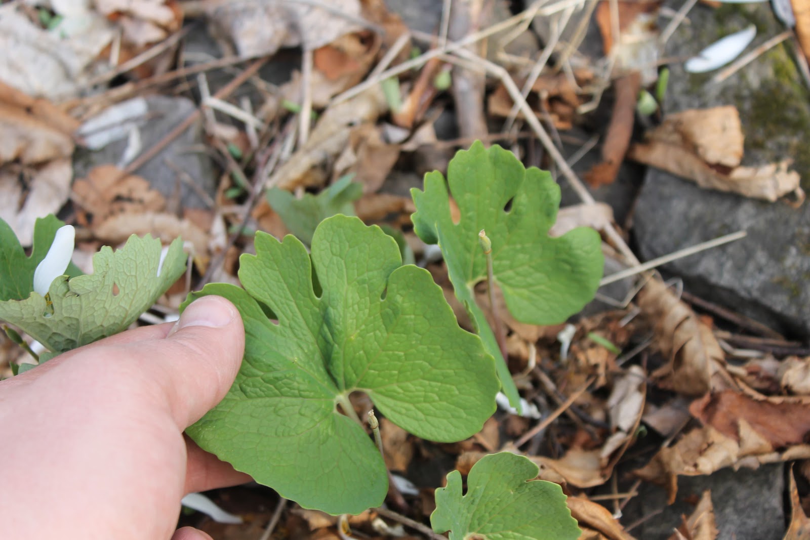 Exploring the Western NY Wilds: Bloodroot - THE WELLSVILLE SUN
