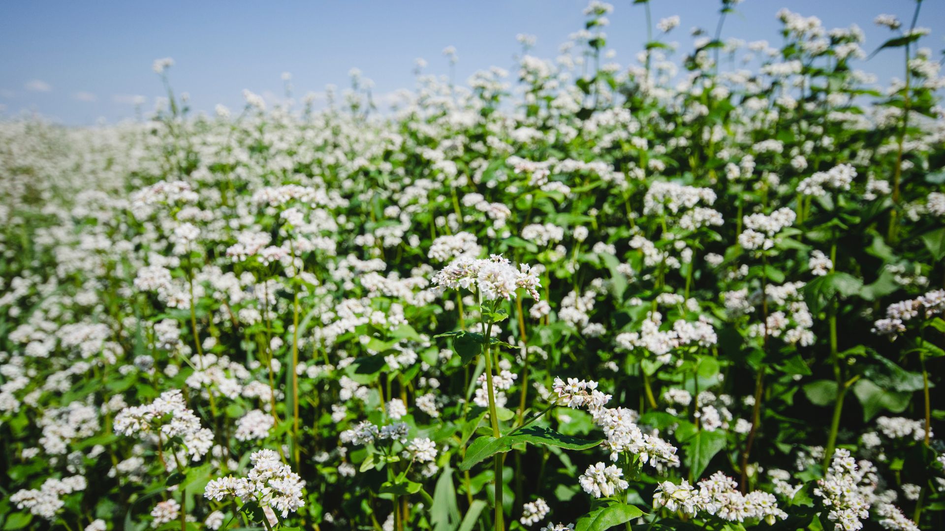 Plan Now for Spring Cover Crops - THE WELLSVILLE SUN