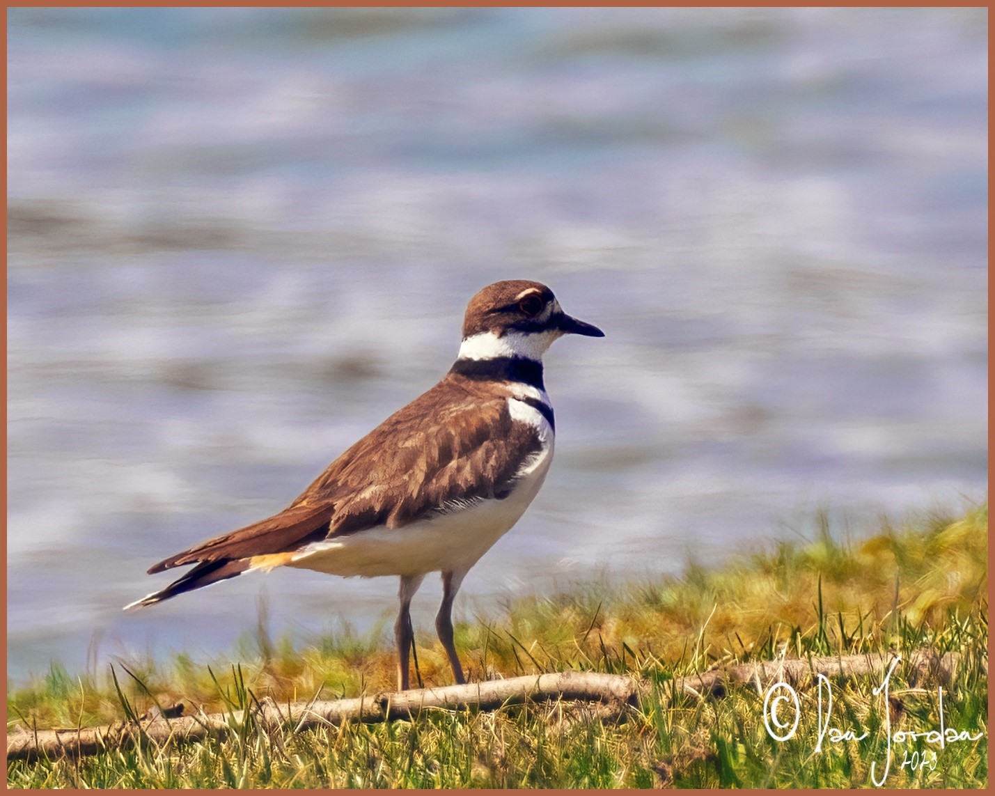 Dan Jordan's Wild World: Killdeer-Nature’s Actors - THE WELLSVILLE SUN