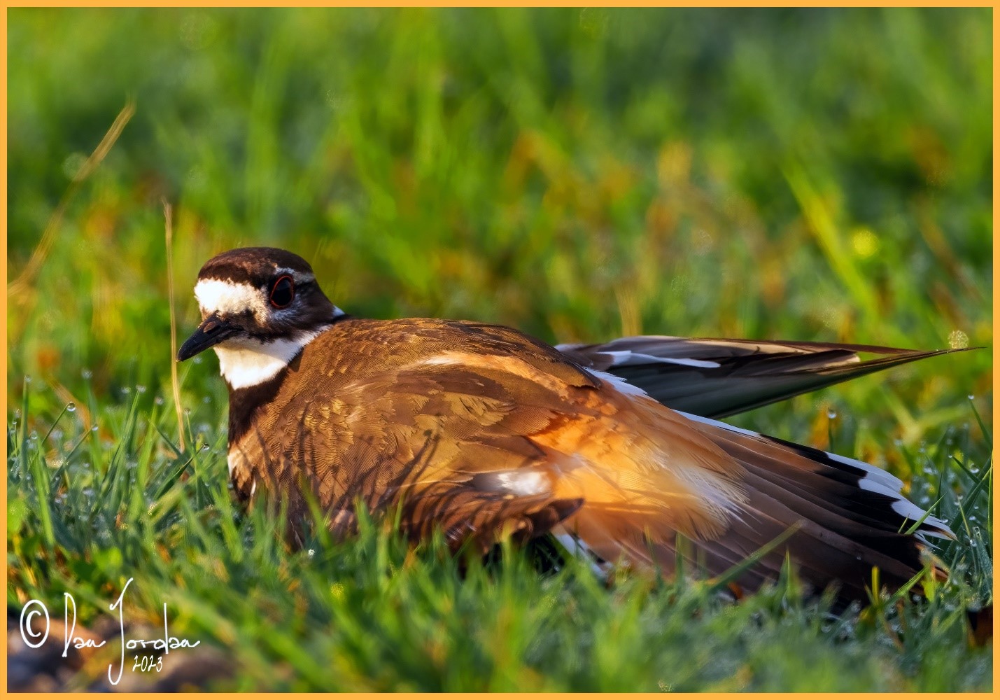 Dan Jordan's Wild World: Killdeer-Nature’s Actors - THE WELLSVILLE SUN