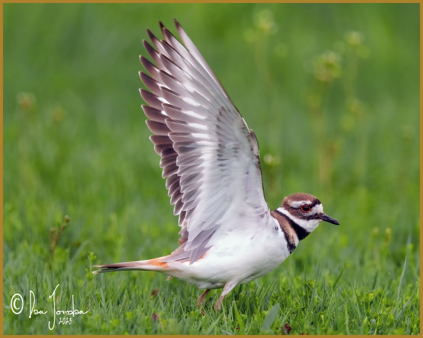 Dan Jordan's Wild World: Killdeer-Nature’s Actors - THE WELLSVILLE SUN