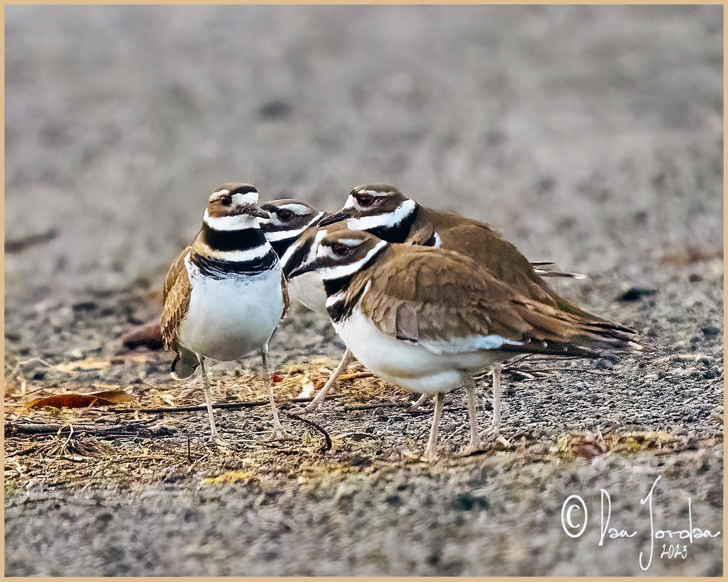 Dan Jordan's Wild World: Killdeer-Nature’s Actors - THE WELLSVILLE SUN