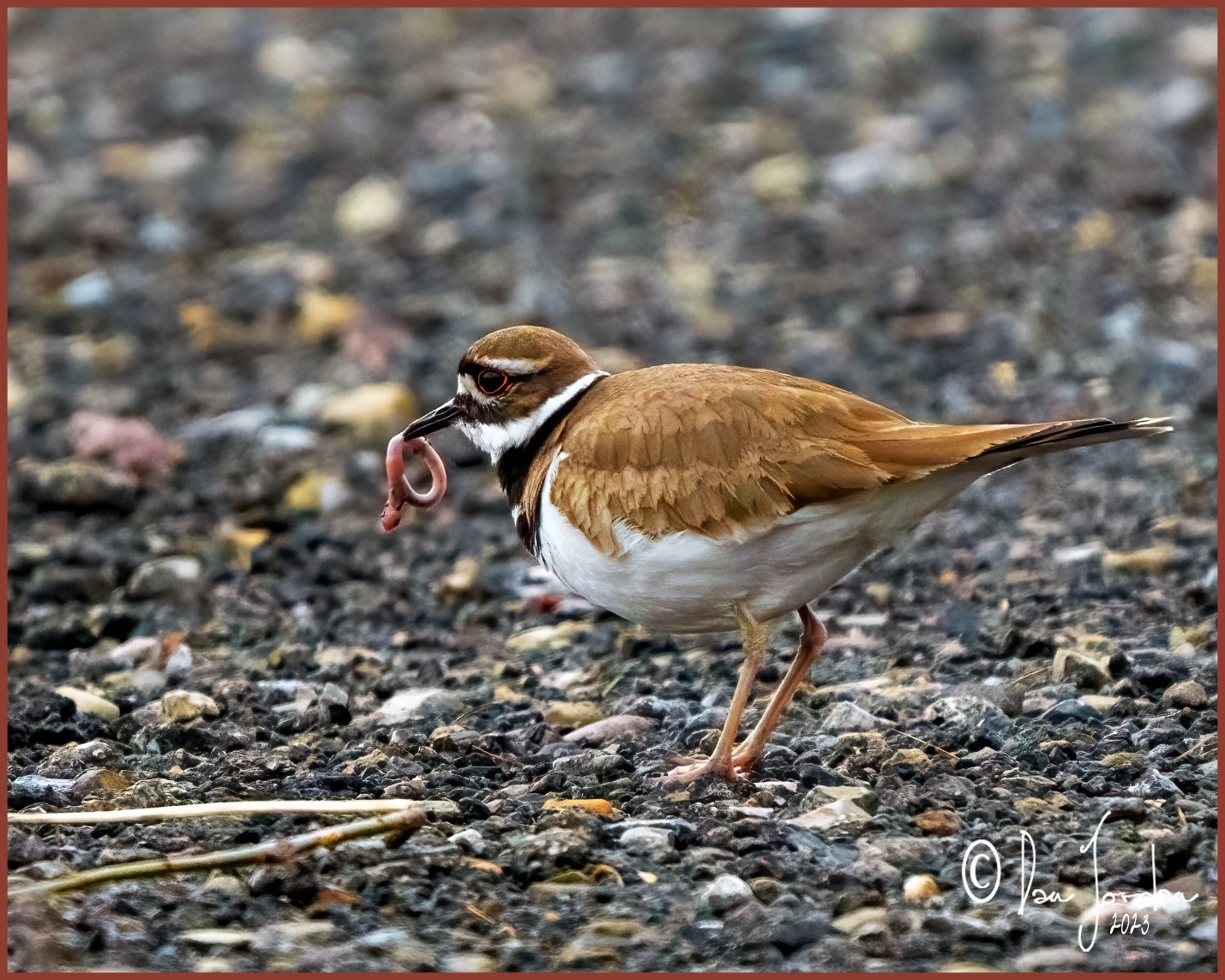 Dan Jordan's Wild World: Killdeer-Nature’s Actors - THE WELLSVILLE SUN