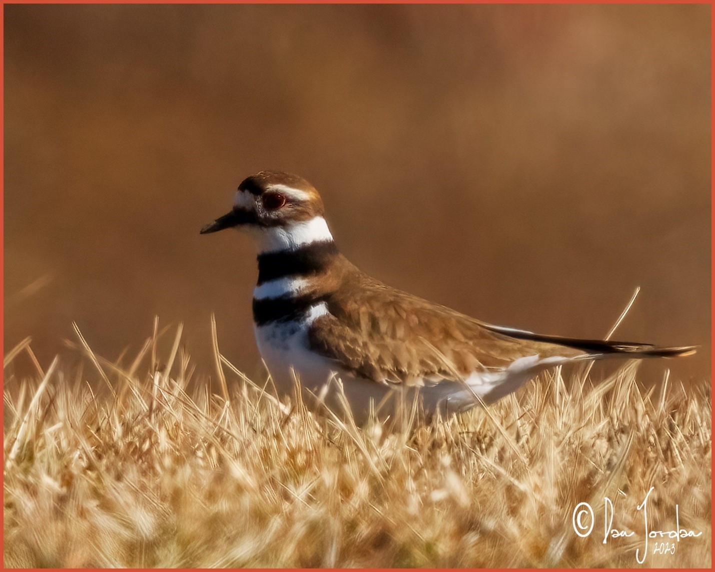 Dan Jordan's Wild World: Killdeer-Nature’s Actors - THE WELLSVILLE SUN
