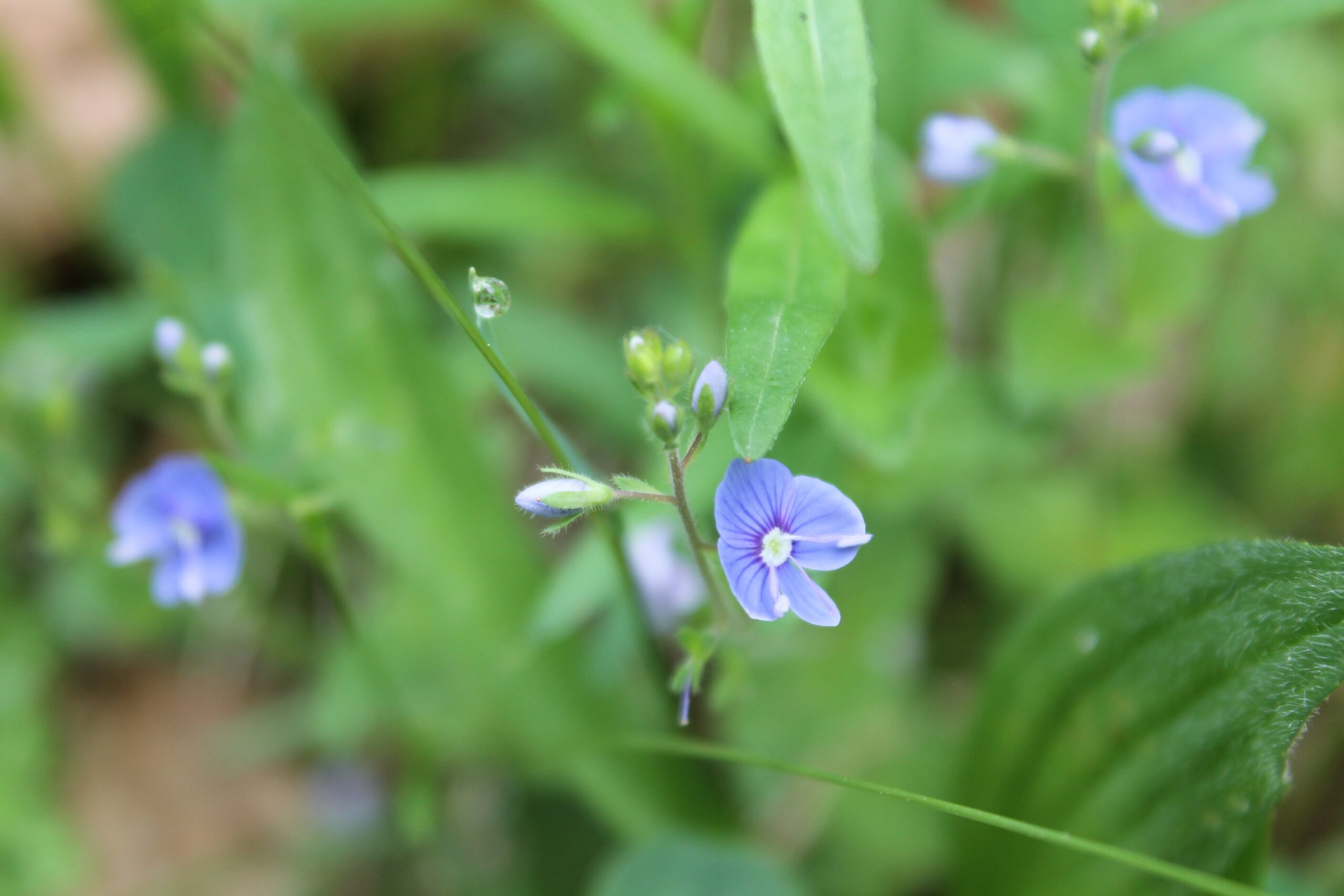 Exploring the Western NY Wilds: Birdseye speedwell – a tiny flower of ...