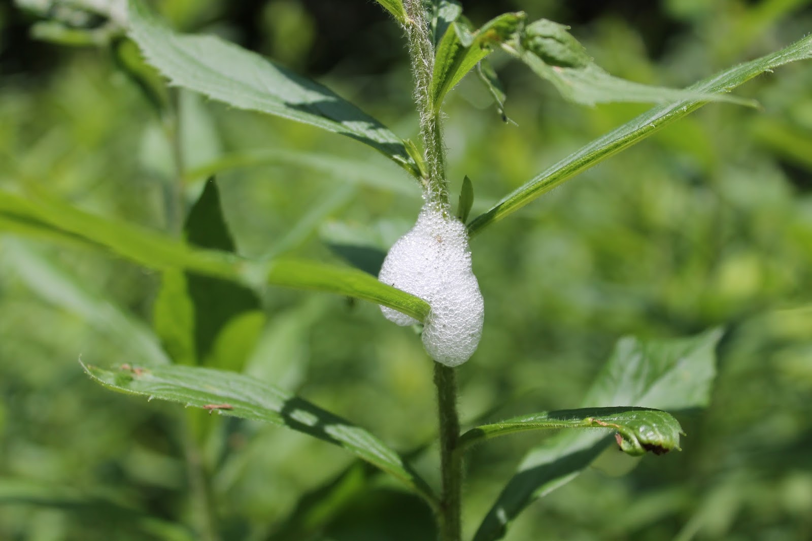 EXPLORING THE WESTERN NY WILDS: Holy spit, there’s a bug in there ...