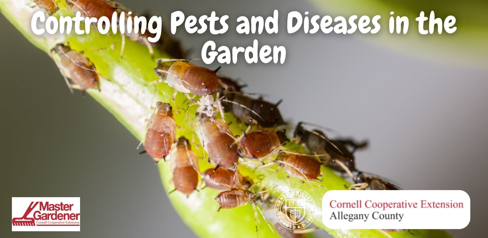 Does your garden have pests or disease? Get help from Cornell ...