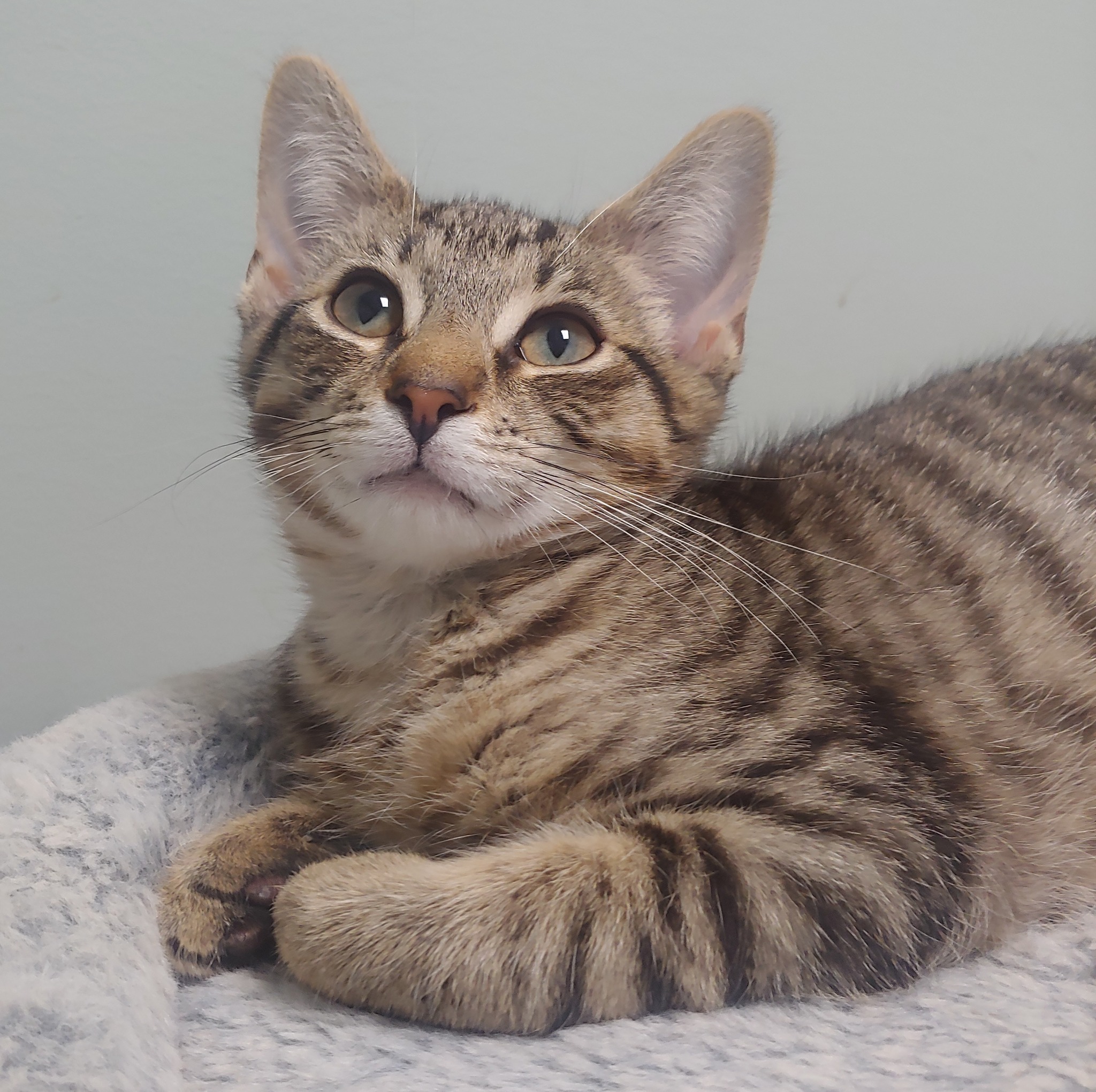 SPCA cat and kitten adoption special, see the gallery - THE WELLSVILLE SUN