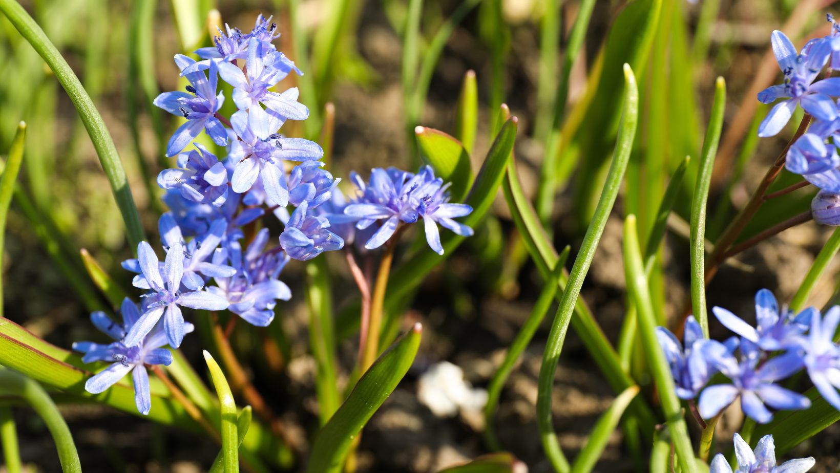 Preserving our native flower bulbs - THE WELLSVILLE SUN