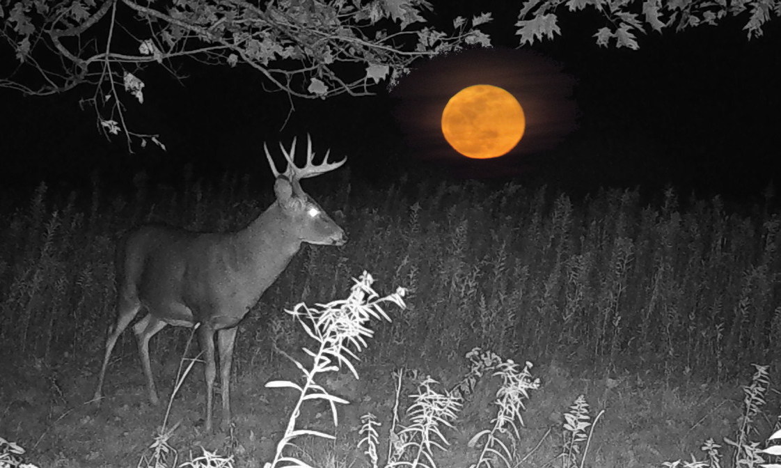 In the Outdoors: Full Hunter’s Moon Saturday - THE WELLSVILLE SUN