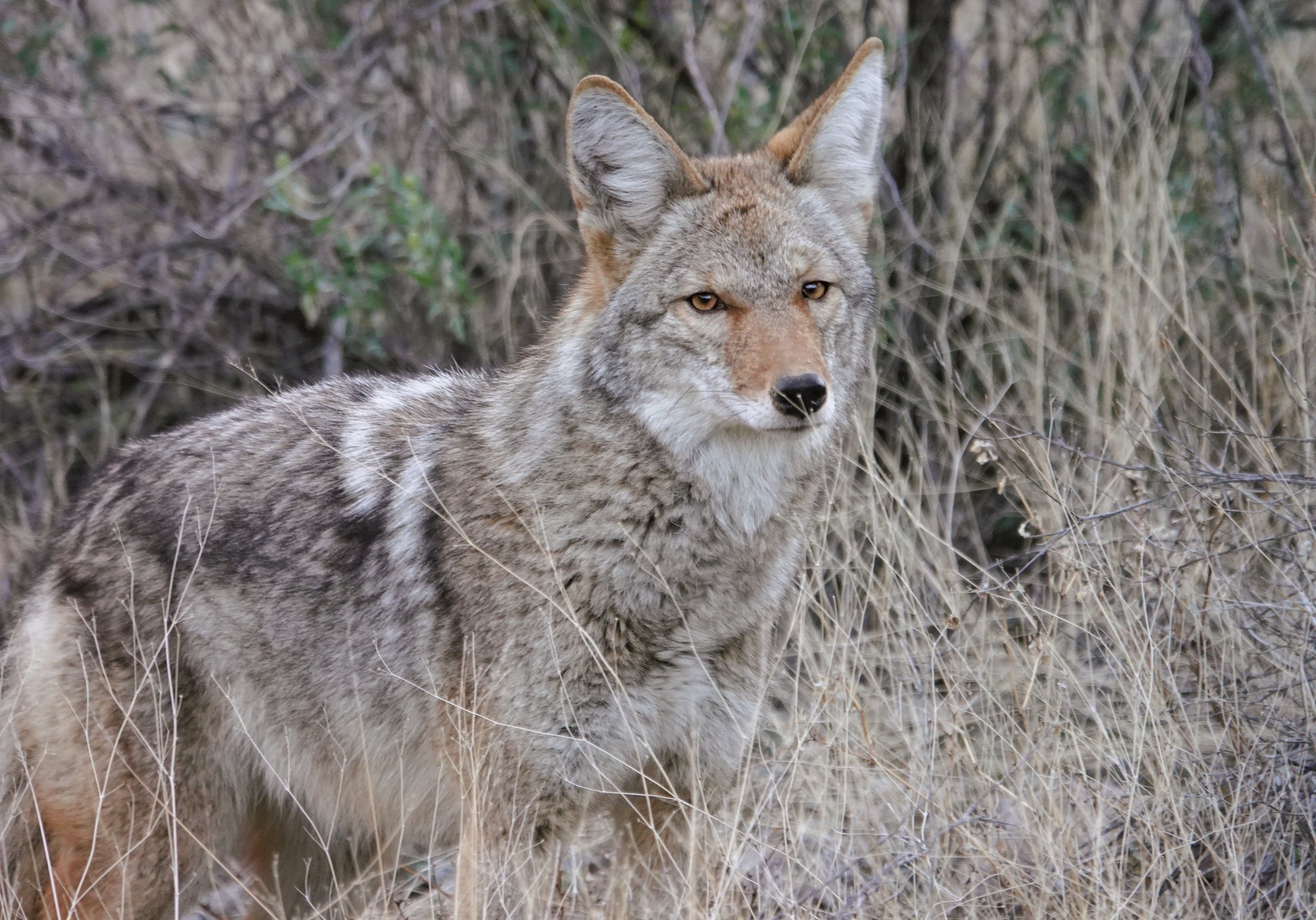 NYS bans hunting contests for "for prizes, inducement or entertainment ...