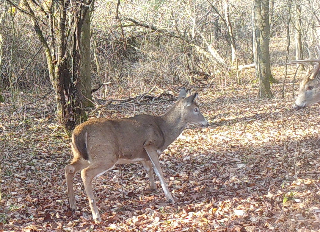 In the Outdoors: The hierarchical order of the whitetail buck - THE ...
