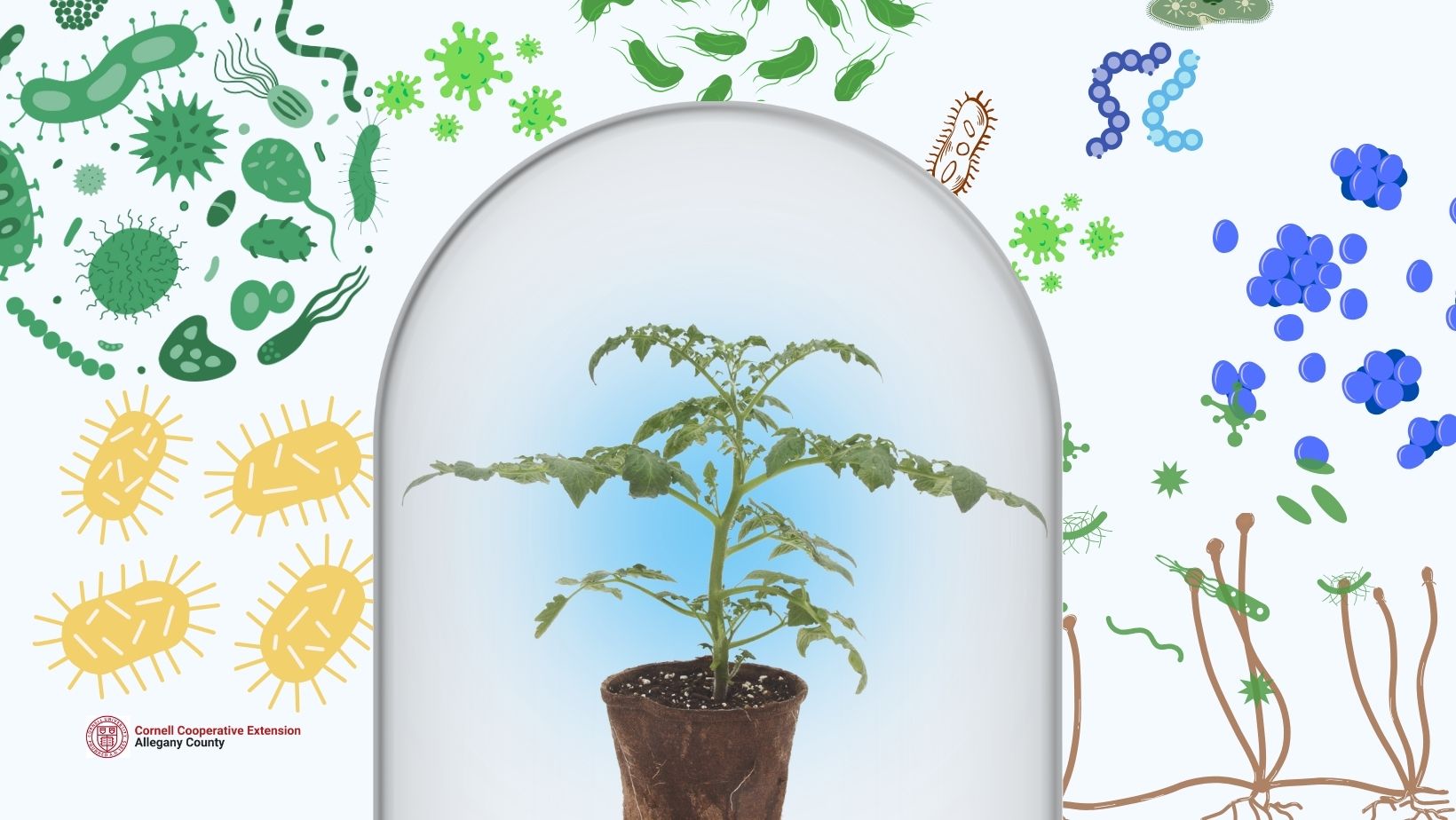 Master Gardener Jakobi: “Disease-resistant” plants - THE WELLSVILLE SUN