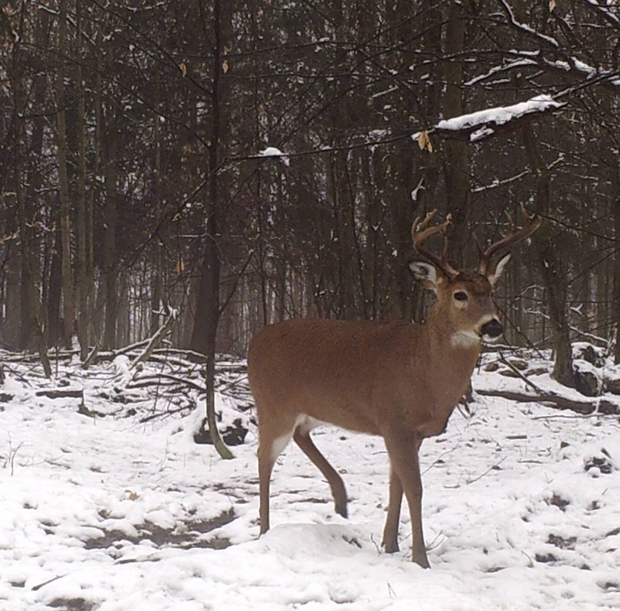 In the Outdoors: When bucks drop their antlers - THE WELLSVILLE SUN