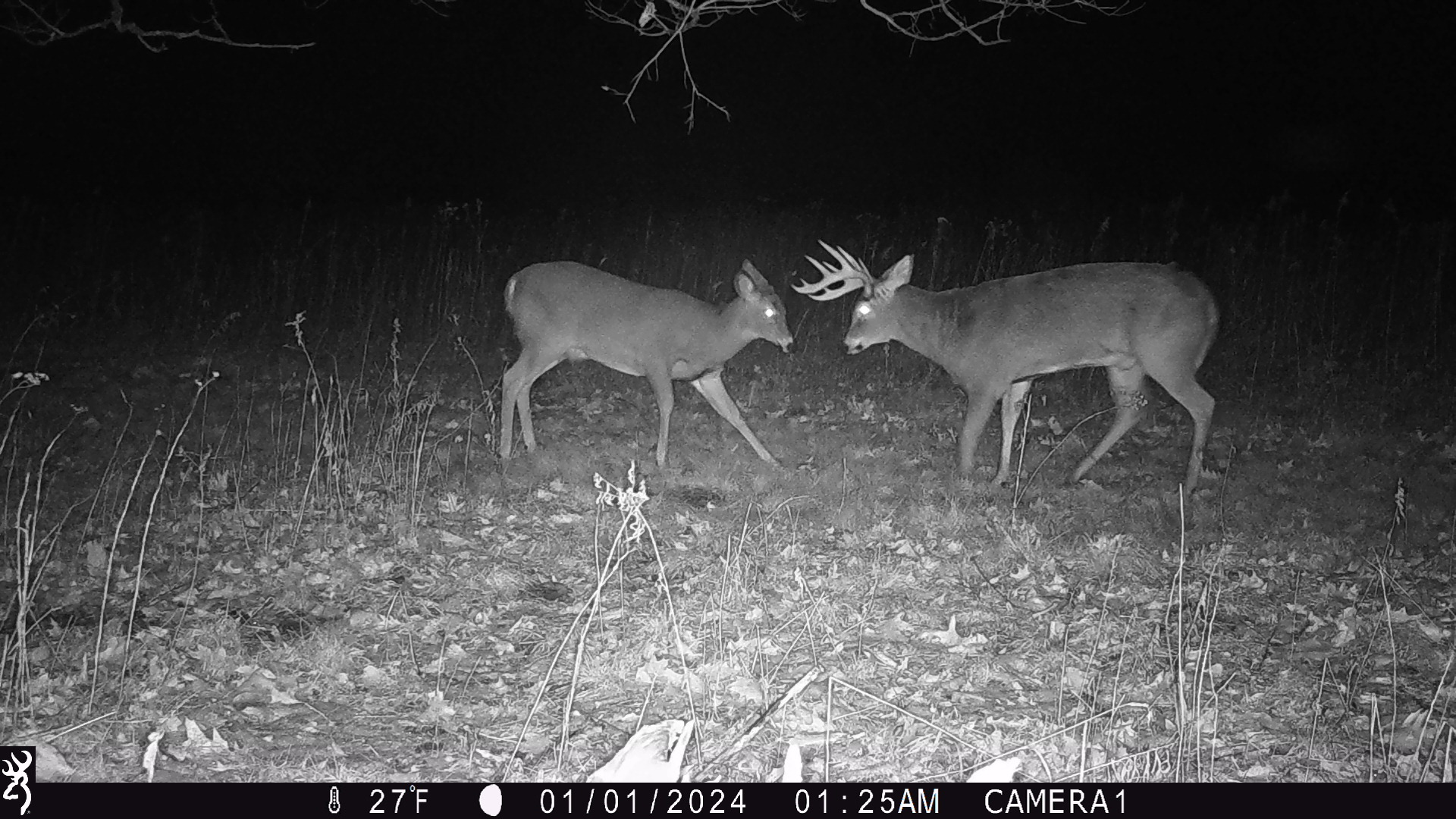 In the Outdoors: Shedding light on buck movement - THE WELLSVILLE SUN
