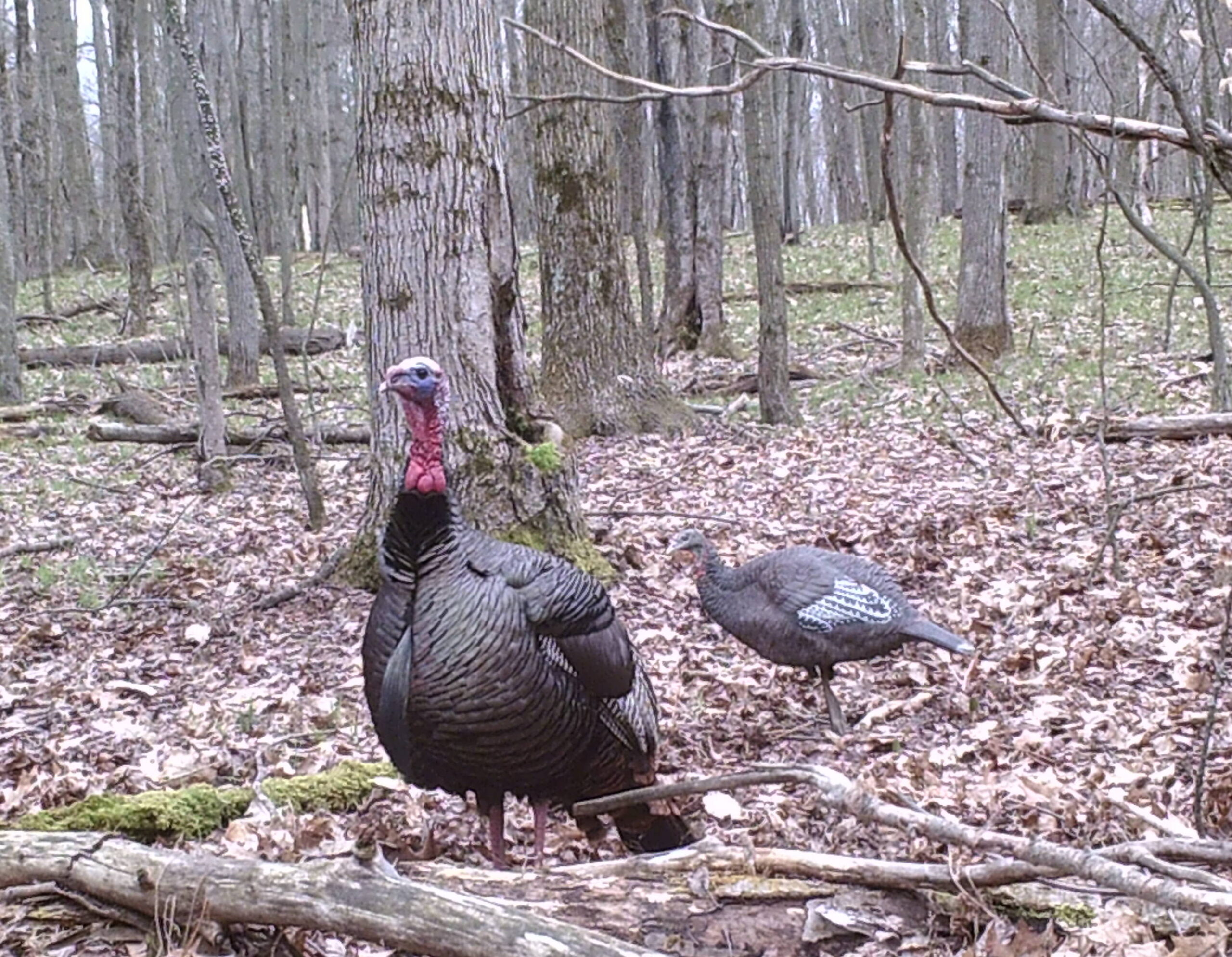 In the Outdoors: Gobbler season opener May 1 - THE WELLSVILLE SUN