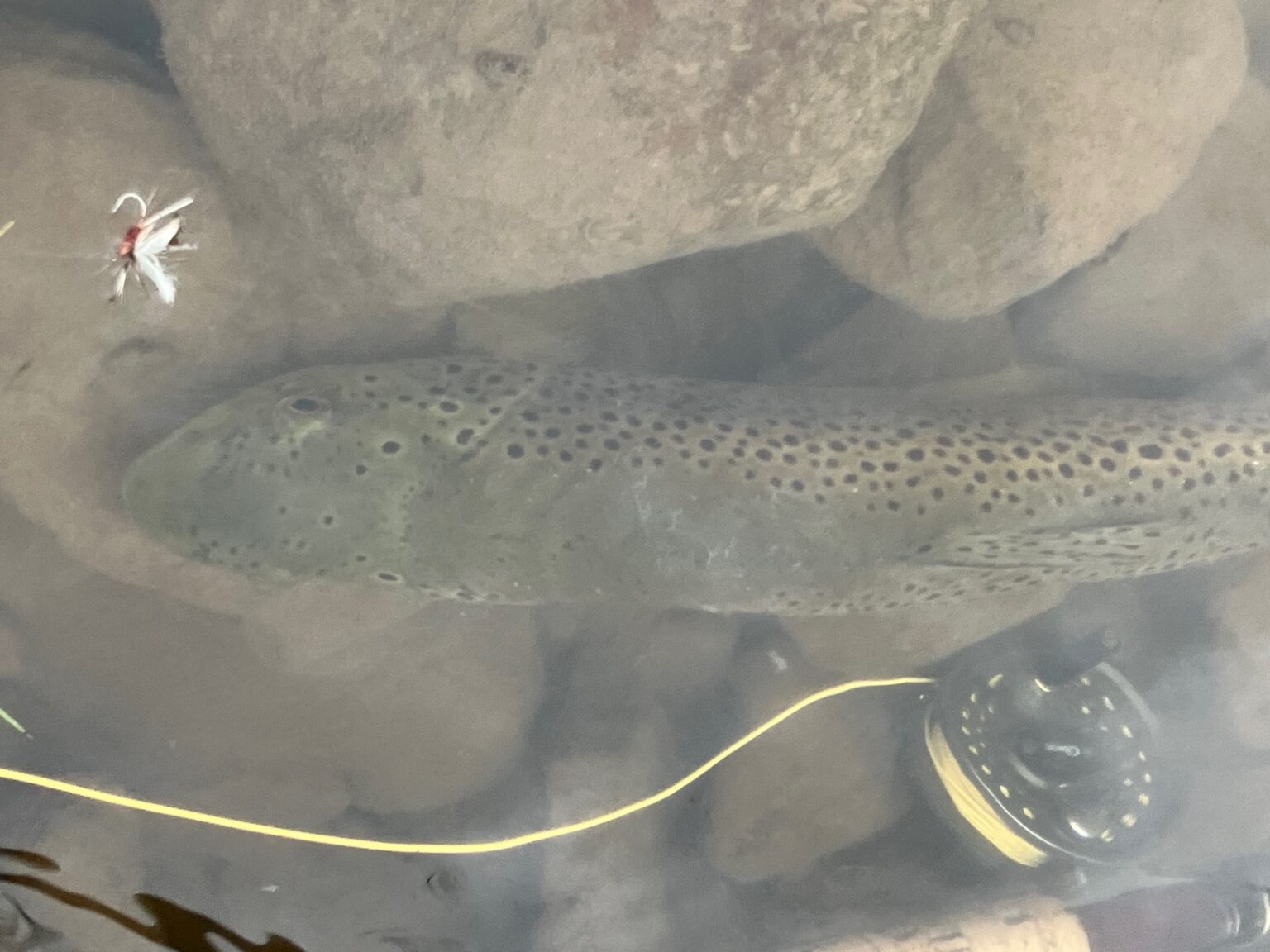 In the Outdoors: Springtime evening on the river - THE WELLSVILLE SUN